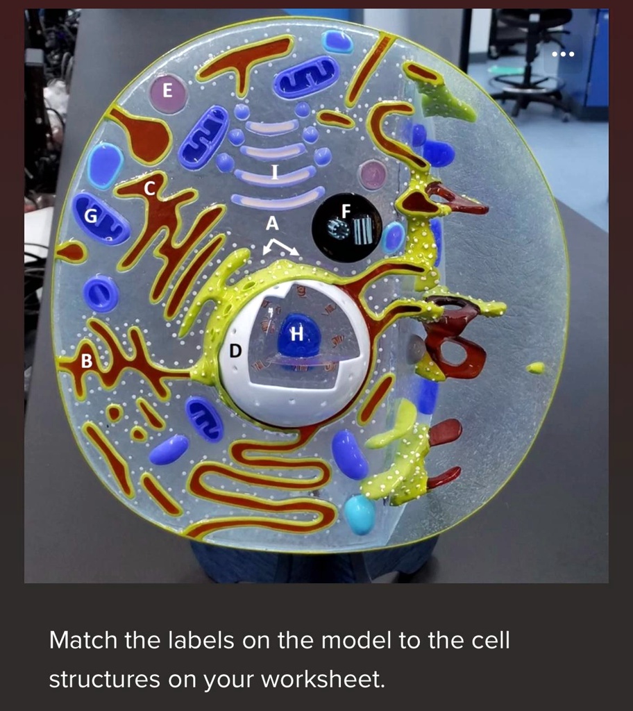 Match the labels on the model to the cell structures on your worksheet.