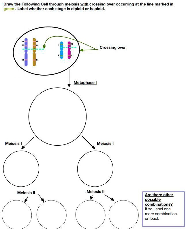 SOLVED: Draw the Following Cell through meiosis with crossing over ...