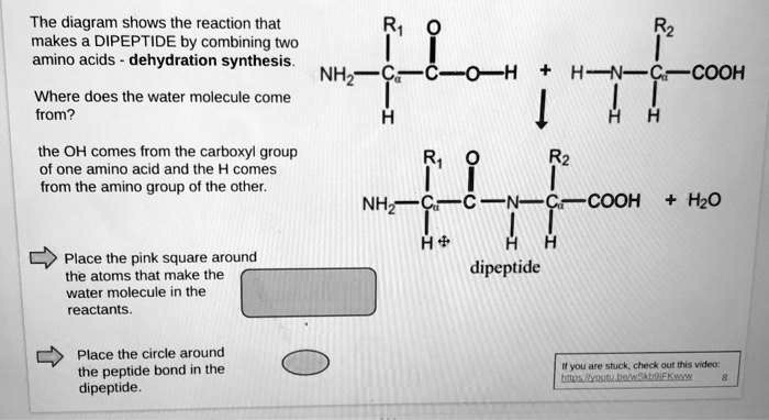 the diagram shows the reaction that makes dipeptide by combining two amino acids dehydration ...
