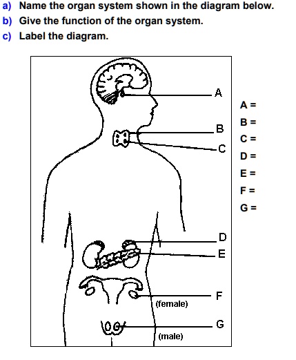 a) Name the organ system shown in the diagram below. b) Give the ...