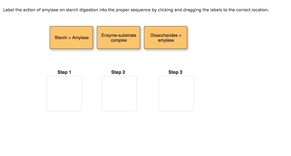 Label the action of amylase on starch digestion into the proper ...