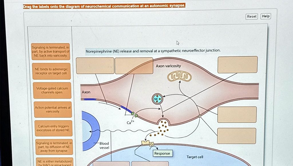 SOLVED: Drag the labels onto the diagram of neurochemical communication ...