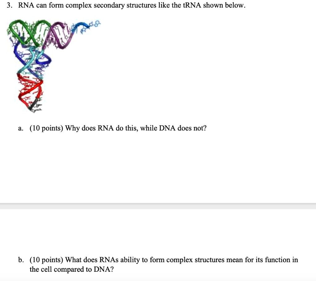 3 Rna Can Form Complex Secondary Structures Like The Trna Shown Below