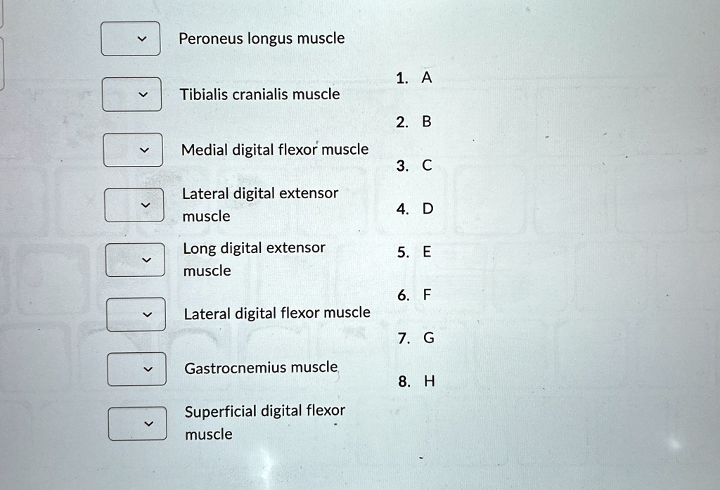 peroneus longus muscle 1 a tibialis cranialis muscle 2 b medial digital ...