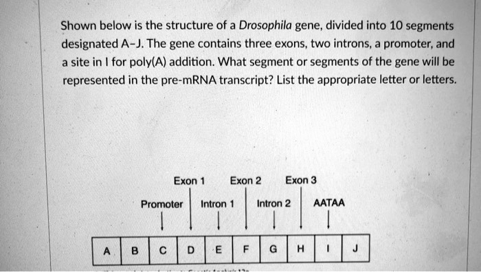 SOLVED: Shown below is the structure of a Drosophila gene, divided into ...
