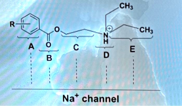 SOLVED: Local anesthetic bind at an Na+ channels by the weak ...