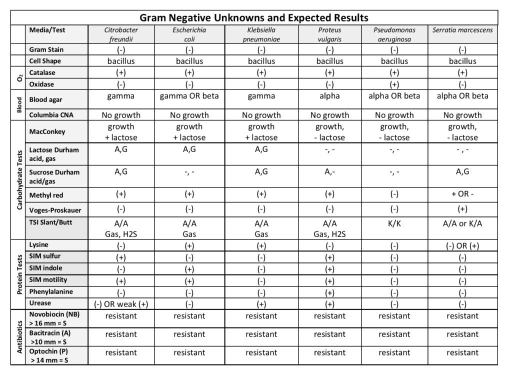 SOLVED: Gram Negative Unknowns and Expected Results: Citrobacter ...