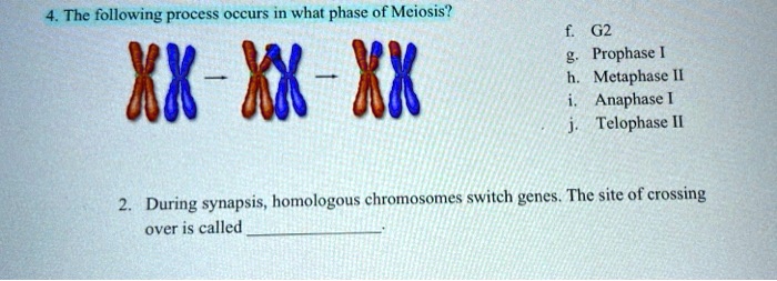 the following process occurs in what phase of meiosis kx x kx g2 ...