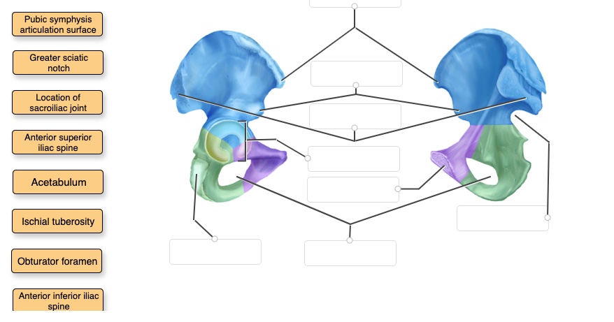 SOLVED: Pubic symphysis articulation surface Greater sciatic notch Location of sacroiliac joint ...