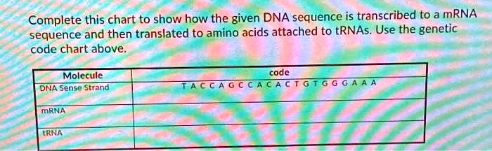 complete this chart to show how the given dna sequence is transcribed ...