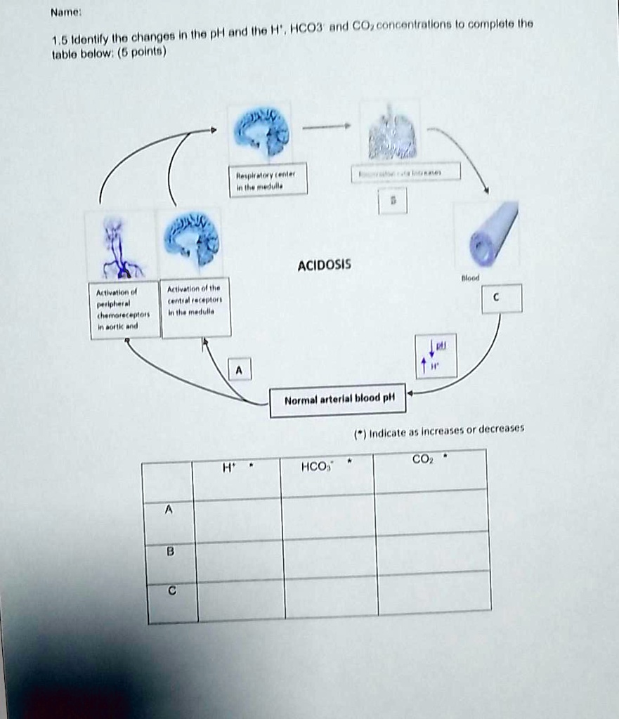 Name: 1.5 Identify the changes in the pH and the H^+, HCO3^- and CO2 concentrations to complete ...