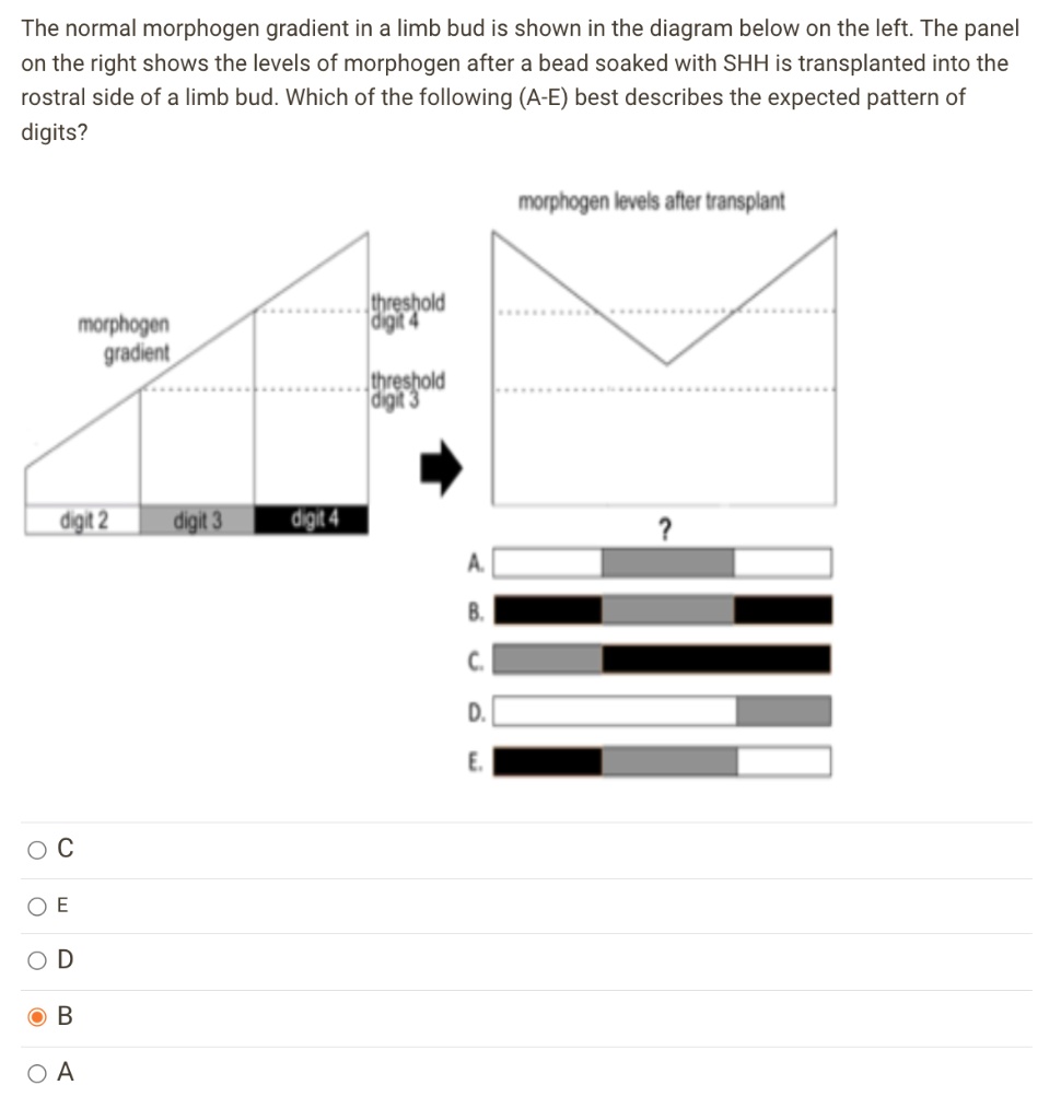The normal morphogen gradient in a limb bud is shown in the diagram ...