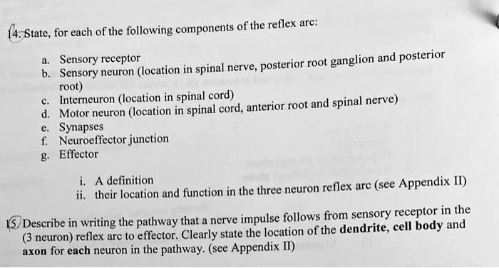 4 state for each of the following components of the reflex arc a ...