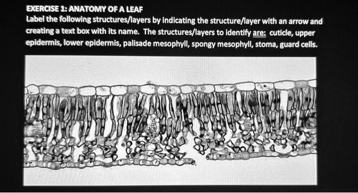 ANATOMY OF A LEAF Label the following structures/layers by...