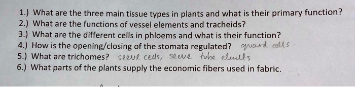 1 what are the three main tissue types in plants and what is their ...