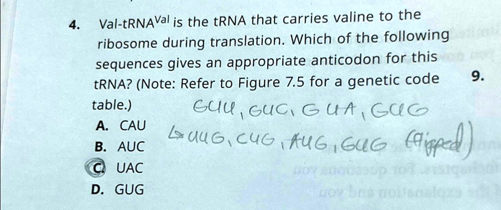 SOLVED: Val-tRNAVal is the tRNA that carries valine to the ribosome ...