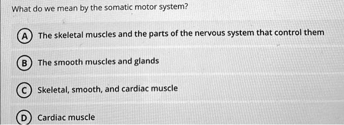 SOLVED: What do we mean by the somatic motor system? The skeletal ...