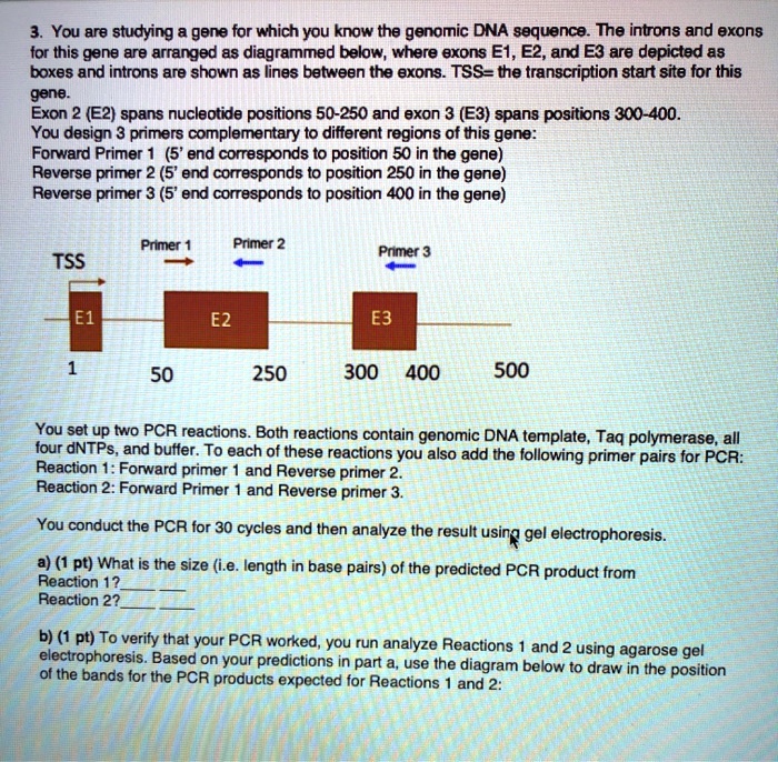 SOLVED: You are studying a gena for which you know the genomic DNA ...