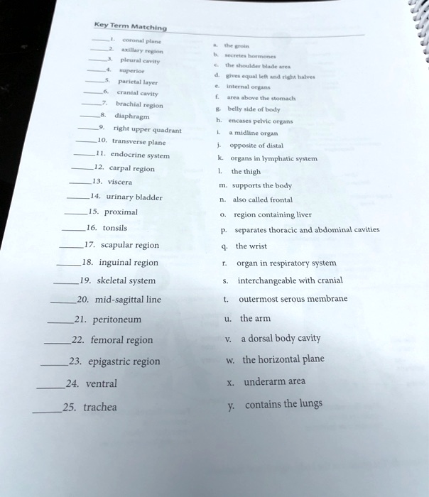 SOLVED: Key Term Matching 1. coronal plane 2. axillary region 3 ...