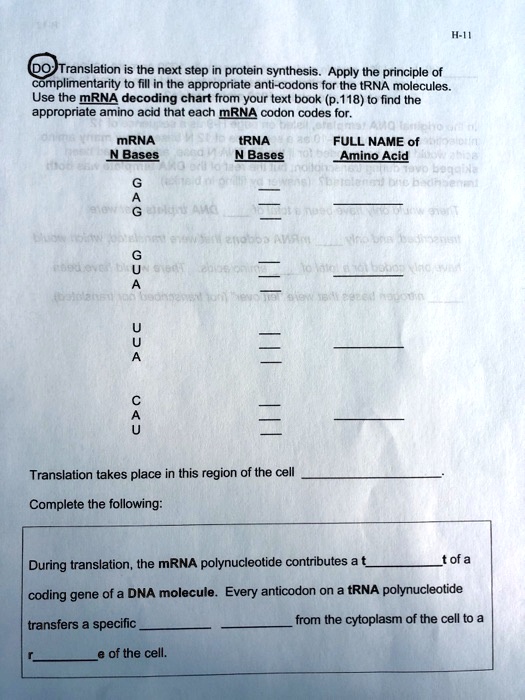 SOLVED: Translation is the next step in protein synthesis. Apply the ...