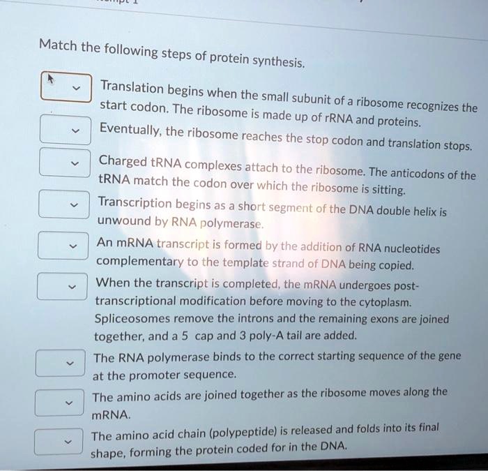 match the following steps of protein synthesis translation begins when ...