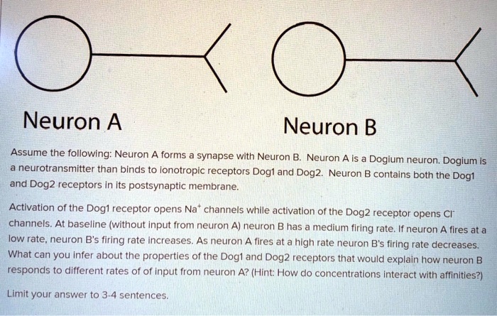 SOLVED: Neuron A forms a synapse with Neuron B. Neuron A is a Dogium ...