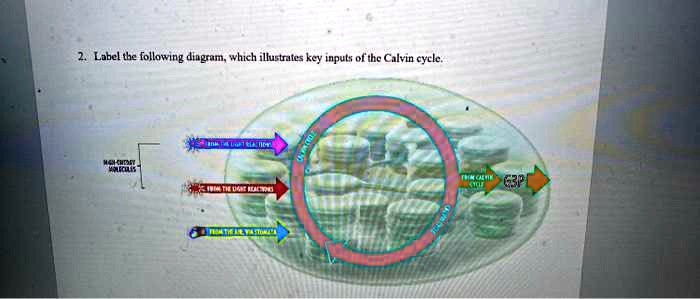 SOLVED: Label the following diagram which illustrates key inputs of the ...