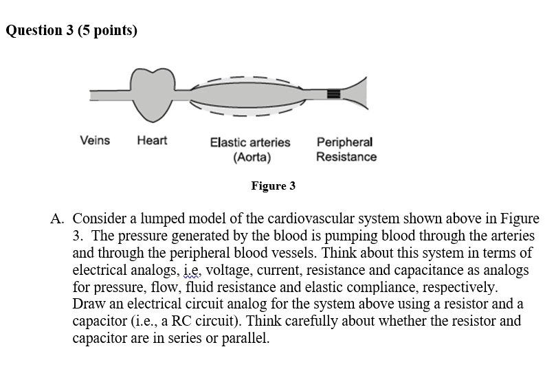 SOLVED: Question 3 (5 points) Veins Heart Elastic arteries (Aorta ...