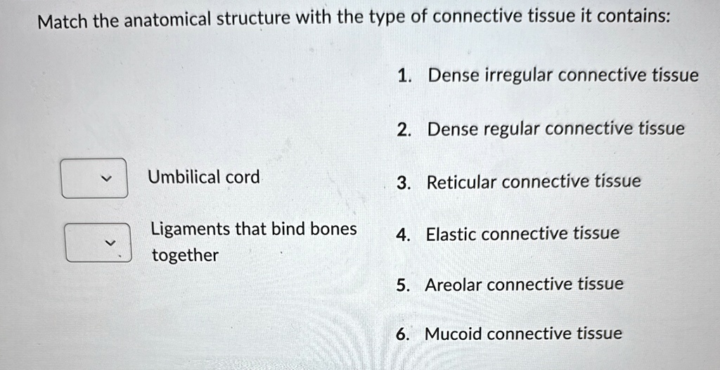 match the anatomical structure with the type of connective tissue it ...