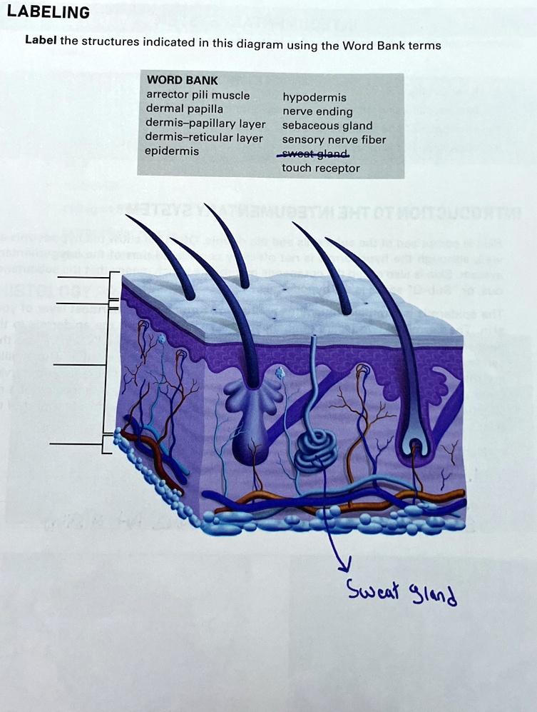 LABELING Label the structures indicated in this diagram using the Word ...