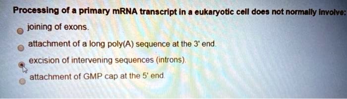 processing of primary mrna transcript in eukaryotic cell does not ...