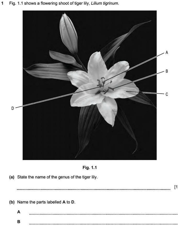 The tiger lily plant is a monocotyledon. Fig. 1.1 shows a flowering ...
