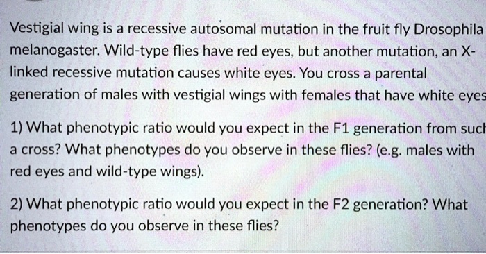 vestigial wing is a recessive autosomal mutation in the fruit fly ...