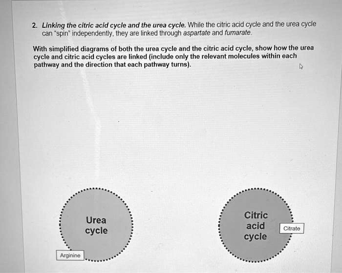 2. Linking the citric acid cycle and the urea cycle. While...