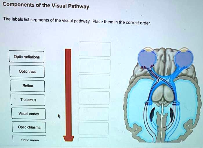 Components of the Visual Pathway The labels list segments of the visual pathway. Place them in ...