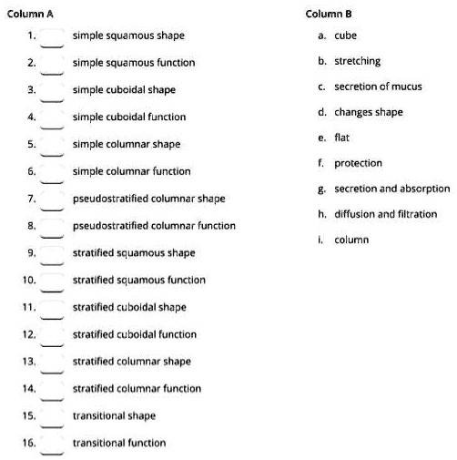 Column A Column B 1. simple squamous shape a. cube 2. simple squamous ...