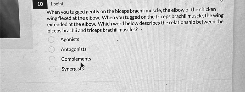 [GET ANSWER] 10 1 point When you tugged gently on the biceps brachii ...
