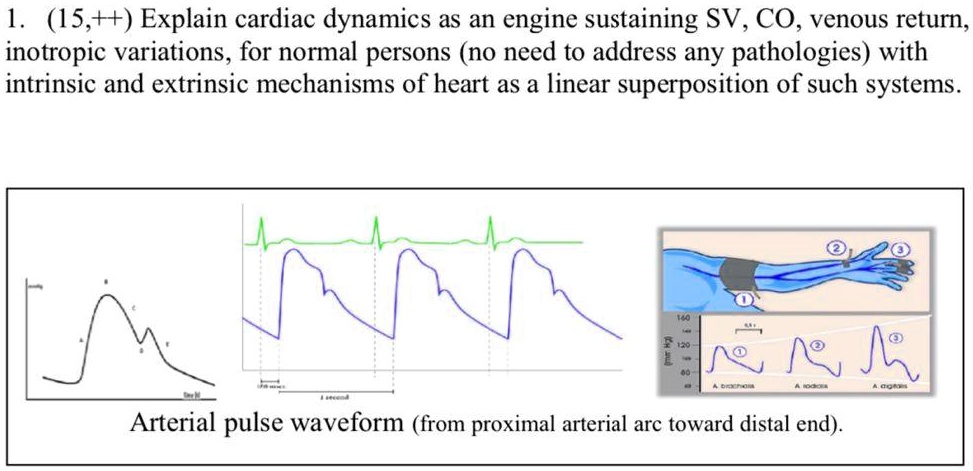 VIDEO solution: 1.(15,++) Explain cardiac dynamics as an engine ...