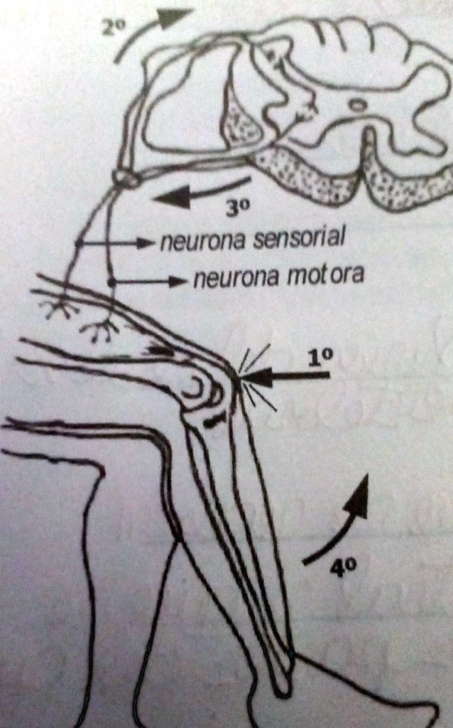 SOLVED: a. ¿Hacia dónde va la neurona sensorial? b. ¿En dónde se ...