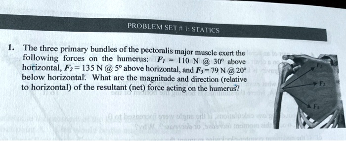 SOLVED: PROBLEM SET # [: STATICS The three primary bundles of the pectoralis major muscle exert ...