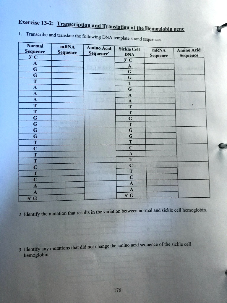 Exercise 13-2: Transcription and Translation of the Hemoglobin gene 1 ...