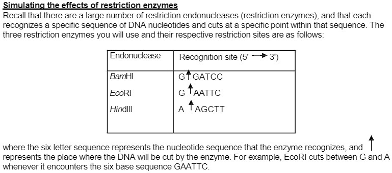 Simulating the effects of restriction enzymes Recall that there are a ...