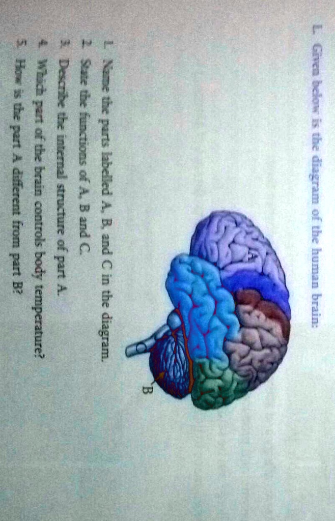 Given below is the diagram of the human brain. 1. Name the parts ...