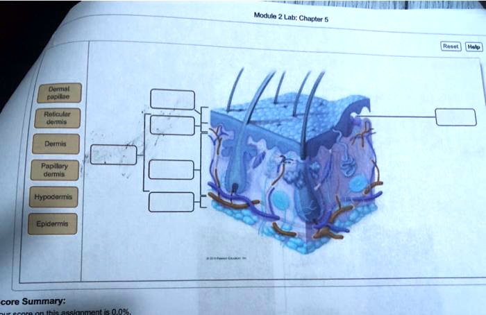 SOLVED: Module 2 Lab: Chapter 5 Dermal papillae Reticular dentons ...