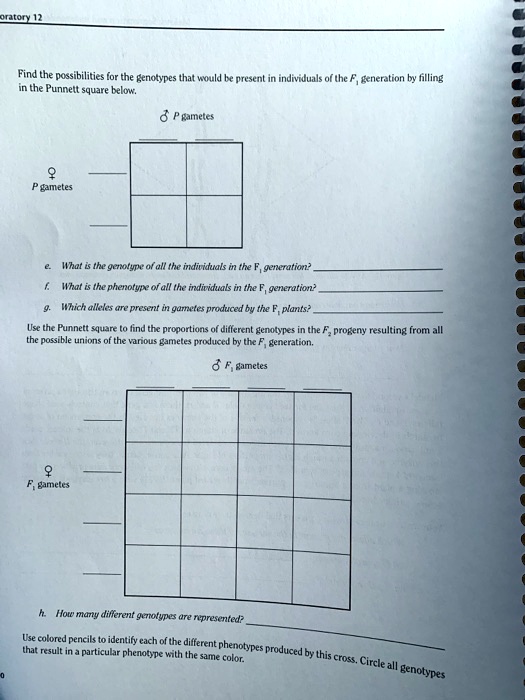 SOLVED: Find the possibilities for the Genotypes that would result in ...