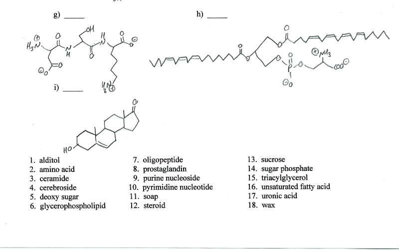 SOLVED: alditol amino acid ceramide cerebroside deoxy sugar ...