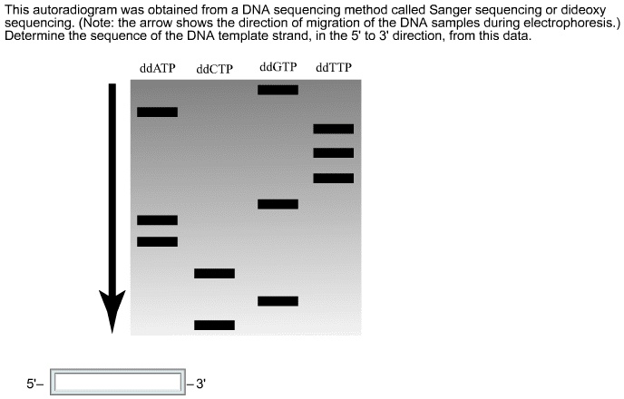 SOLVED: "2. An autoradiogram of a Sanger sequencing gel is shown here ...