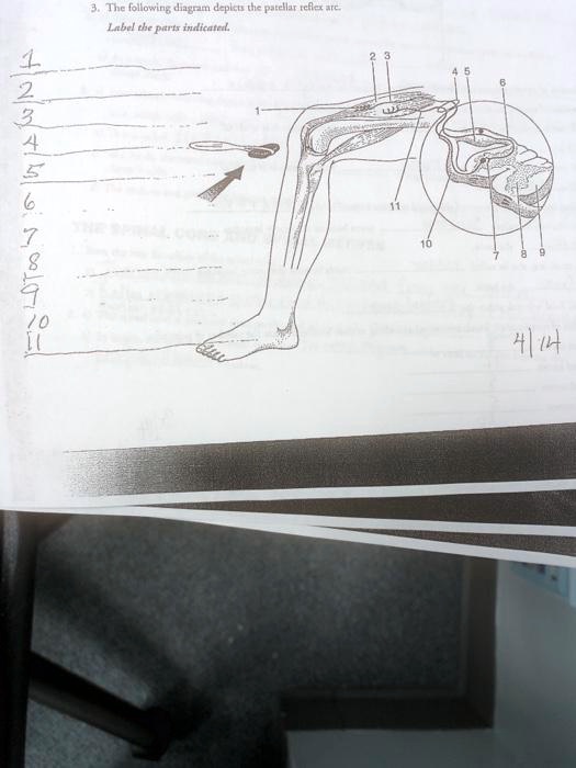 SOLVED: 3. The foliowing diagram depicts the patellar reflex arc Label ...