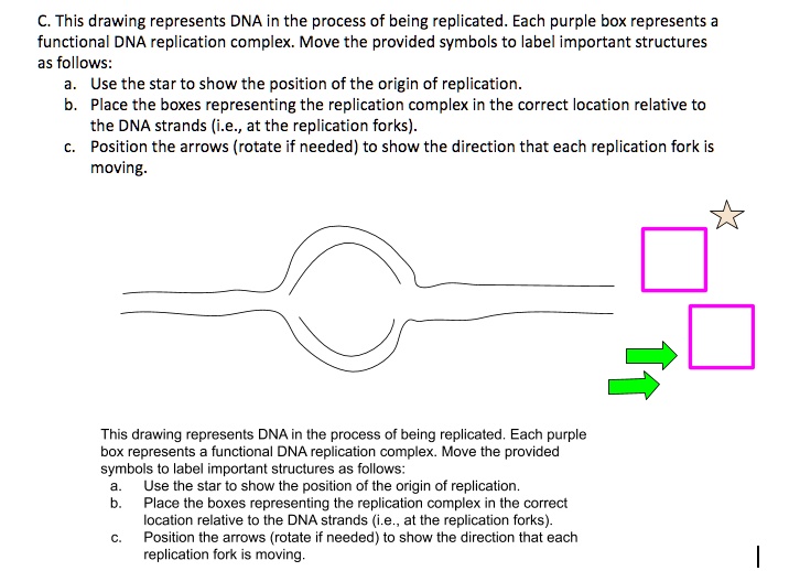 SOLVED: C. This drawing represents DNA in the process of being ...