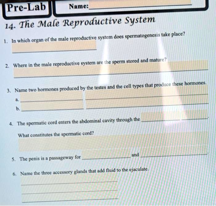 Pre-Lab Name: 14. The Male Reproductive System 1. In which organ of the ...
